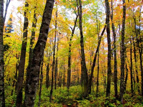 How To Identify Sugar Maple How To Identify Sugar Maple