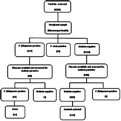 Schematic Flow Chart Summarizing The Sampling Process