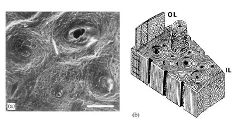 6 A Sem Micrograph Of Human Cortical Bone B Diagram Of Osteonal Bone Download Scientific