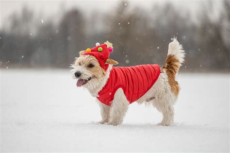 빨간 축제 모자와 재킷을 입은 개가 눈 속에 서 있습니다 잭 러셀 테리어 나무의 배경에 눈이 내리는 겨울에 크리스마스 개념 0명에 대한 스톡 사진 및 기타 이미지 Istock
