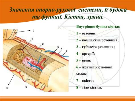 Опора та рух Значення опорно рухової системи її будова та функції Кістки хрящі презентация