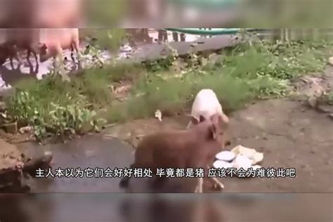 主人把家猪和野猪养在一起，刚进去就是一场大战，家猪：来单挑野猪单挑大战