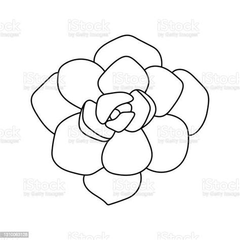 손으로 그린 귀여운 즙이 많은 스타일 낙서 그래픽 스케치 홈 플라워 에히베리아 라우이 벡터 그림 흰색 배경의 격리된 요소 꽃 식물에 대한 스톡 벡터 아트 및 기타 이미지