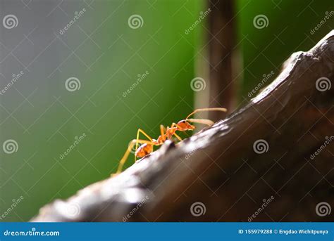 Ant Action Standing On Tree Branch Close Up Fire Ant Walk Macro Shot Insect In Nature Red Ant