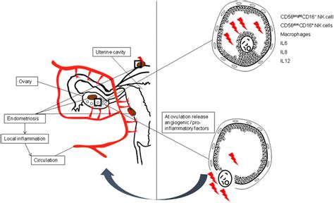 Schematic Representation Of Immunological Follicular Fluid Ff