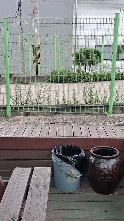 센과 치히로의 행방불명 하쿠실사판 Youtube