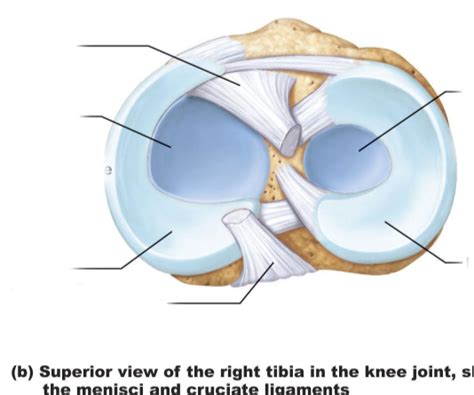 Superior View Of Tibia Diagram Quizlet