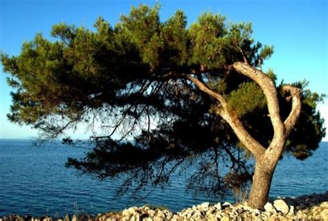 Images About Wind Swept Trees On Pinterest Pebble Beach New Zealand And Beaches