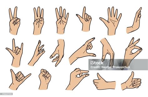 현실적인 제스처 손 중지 도움말 바위 기호 V 오른쪽 왼쪽 애니메이션 숫자 하나 둘 셋 넷 다섯 제로 벡터 일러스트 레이 션의