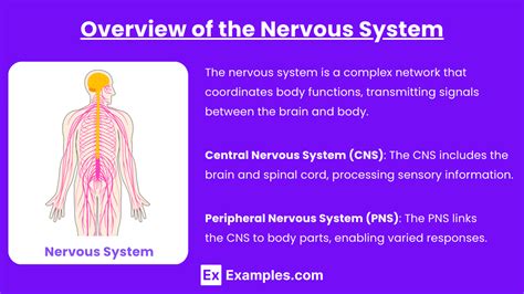 Biological Basis Of Behavior Nervous System Notes And Practice Questions Mcat Examples