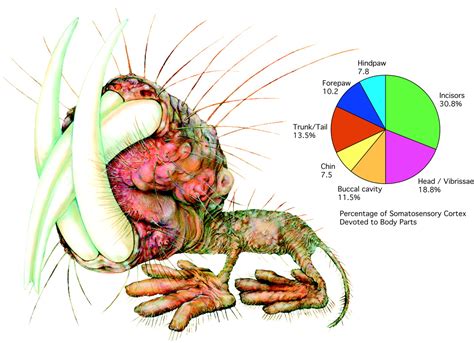 Secondary Somatosensory Cortex