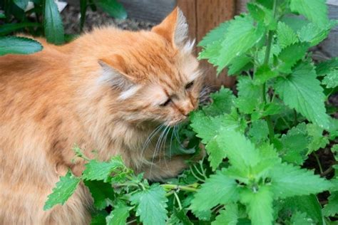 Is It True That Cats Can Get Addicted To Catnip Feline Facts FAQ Hepper Pet Resources