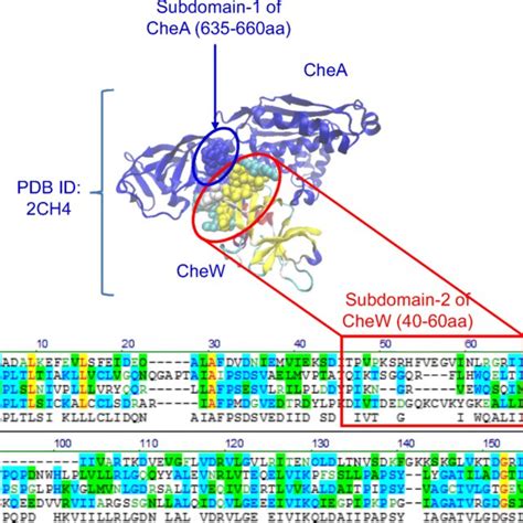 an amino acid sequence alignment of the histidine kinases of