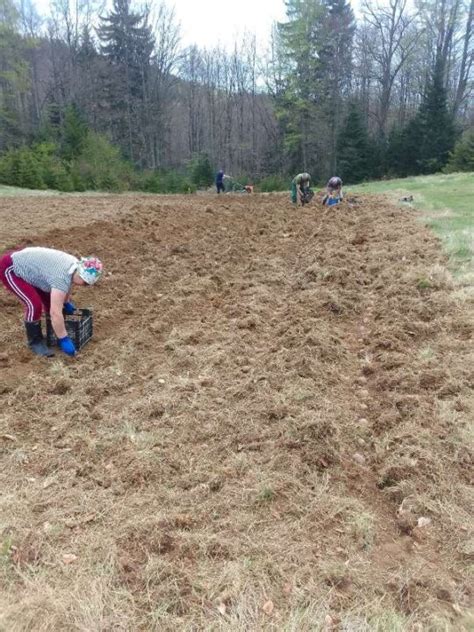 Огледи кромпира у Теслићу Ресор за пружање стручних услуга у пољопривреди