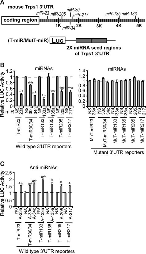 trps1 runx2 targeting mirnas functionally suppress gene expression