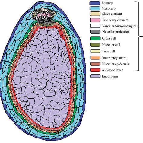 pdf spatio temporal distribution of micronutrients in rice grains and