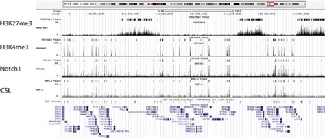 Visualization Of ChIP Seq Data In The UCSC Browser Allows One To Get A Download Scientific