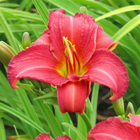 Hemerocallis Ruby Stella Botanus