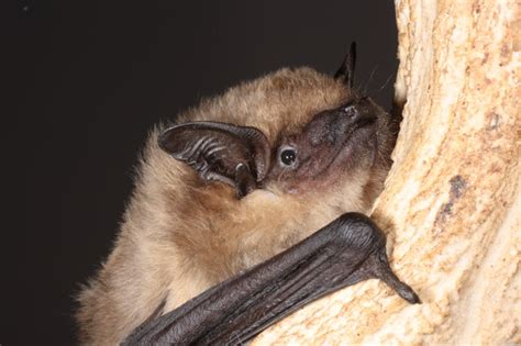 Bat Sex Is Vastly Different From Other Mammals Researchers Discover