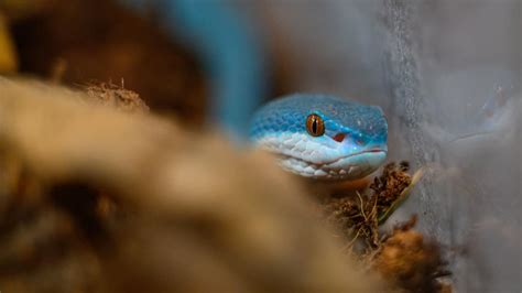 how viper algorithm replaces stock traders on the forex market livarava finance