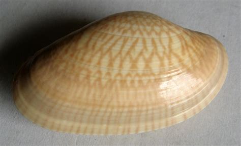 Paphia undulata Born 1778 SHELLS MUŠLE LASTURY