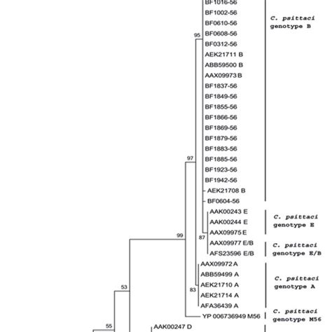 Ompa Gene Phylogenetic Tree Putative Amino Acid Sequences Of The Ompa Download Scientific