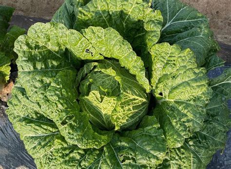 김장배추 심는시기 파종시기 파종방법 재배방법 수확 가을배추