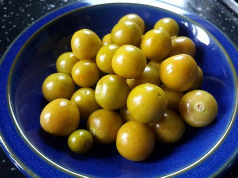 맛있는 케이프 구스베리골든 베리 재배 방법 네이버 블로그