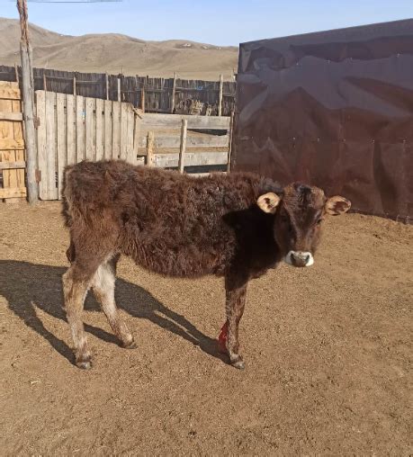 Буган халиун сүүний чиглэлийн үнээ зарна