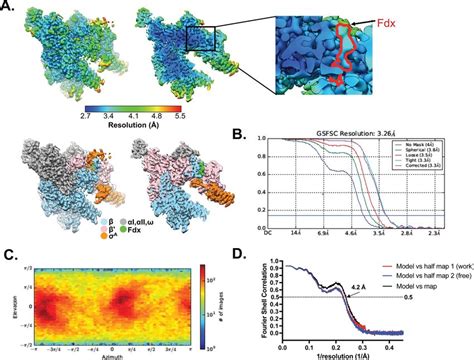 Cryo Em Analysis A Top Left The 3 26 Å Resolution Cryo Em Density Map Download Scientific