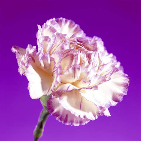 Carnation Dianthus Caryophyllus By Science Photo Library