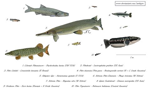 Lurking Arrows Ambush Predatory Fish By Artbyjrc On Deviantart