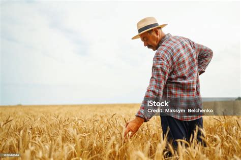 밀밭에 서 있는 모자모자를 쓴 농부가 작물을 바라보고 있다 농업 사업의 개념 건초 식물에 대한 스톡 사진 및 기타 이미지 건초 식물 검사 보기 계절 Istock