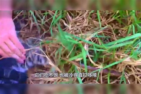 男子野外捡到一只可爱小奶狗，养了数月后觉得不对劲，吓得赶紧报小奶男子