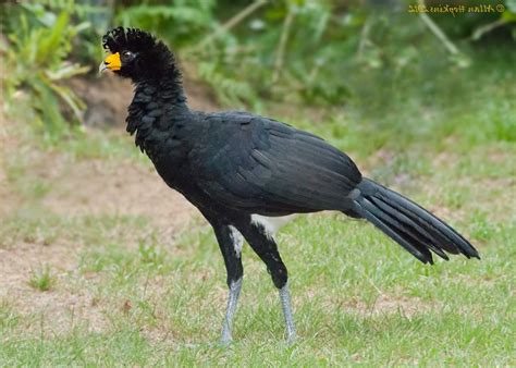 Птицы "Хохолок и Трубач" ждут вас