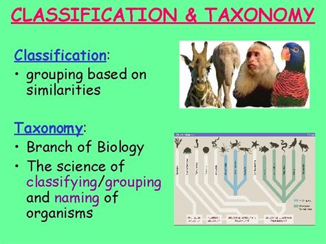 Classification Headings Vocabulary Important Words Classification Taxonomy Classification