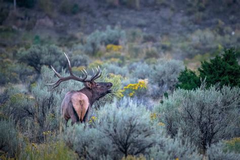 7 Tips For Elk Petersen S Hunting