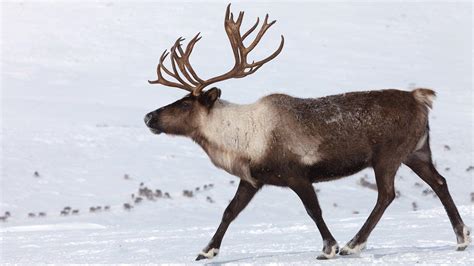 Caribou Wallpapers Wallpaper Cave
