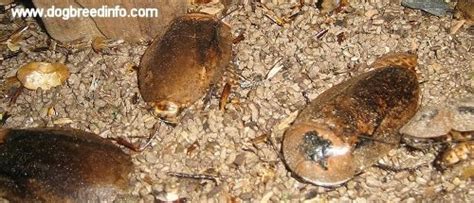 Pictures Of The Cockroach Along With Information Nicknamed Waterbug