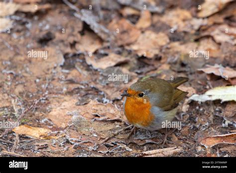 European Robin Seen In Autumn 2025 At The Grube Fernie In Großen Linden Hessia Germany Stock