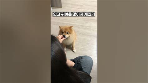 쉽고 귀여운 강아지 개인기 연습하기 Youtube