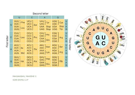 Genetic Code Second Letter U C A G Uau Ugu U Ucu Cys Ucag Phe Tyr Uuc Ucc Uac Ugc C Uca U Ser