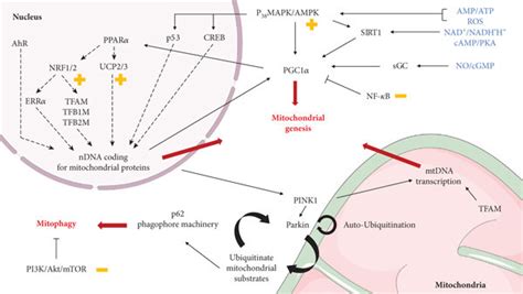 mitochondrial turnover highlights with curcumin regulations various