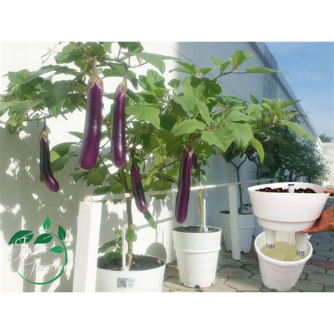 Pasu Hidroponik Hygrowpot Max Self Watering Hydroponic Pot System