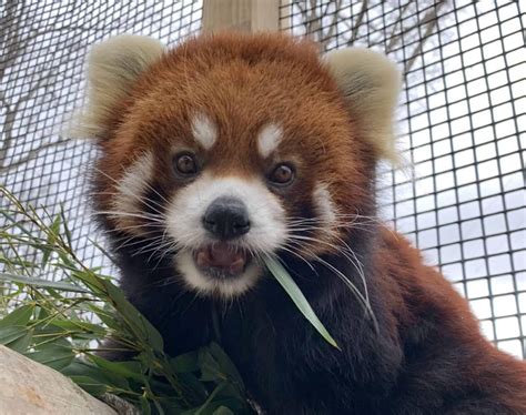 Answer Man Any Pandas Around Here To Take Care Of Our Invasive Bamboo