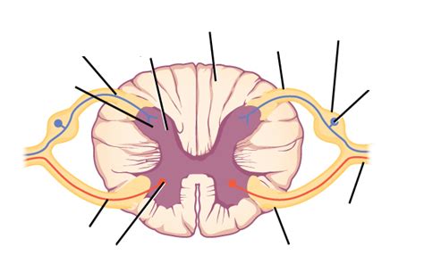 Label The Spinal Cord Cross Section Diagram Quizlet