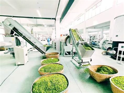 【改革探索】茶业大州蝶变为茶业强州的实践与探索 湖北日报新闻客户端