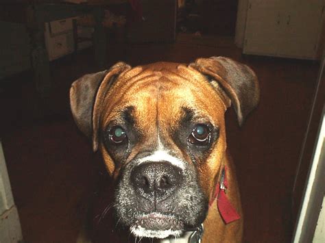 Wilbert君 であります。賢いですが少し興奮気味です。飛びかかってくると結構な迫力です。