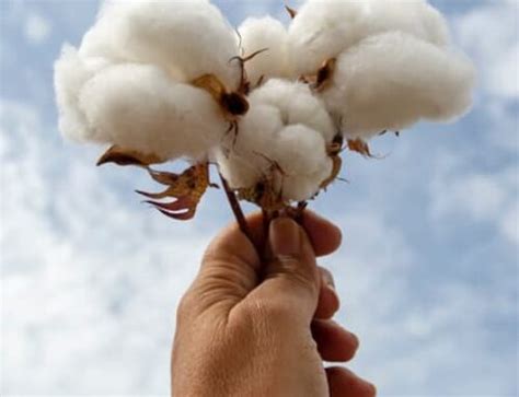 Algodón A Propósito Sac Sociedad De Agricultores De Colombia