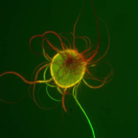 Top Prize Image For Visualizing Science Shows A Logistic Maps Chaotic